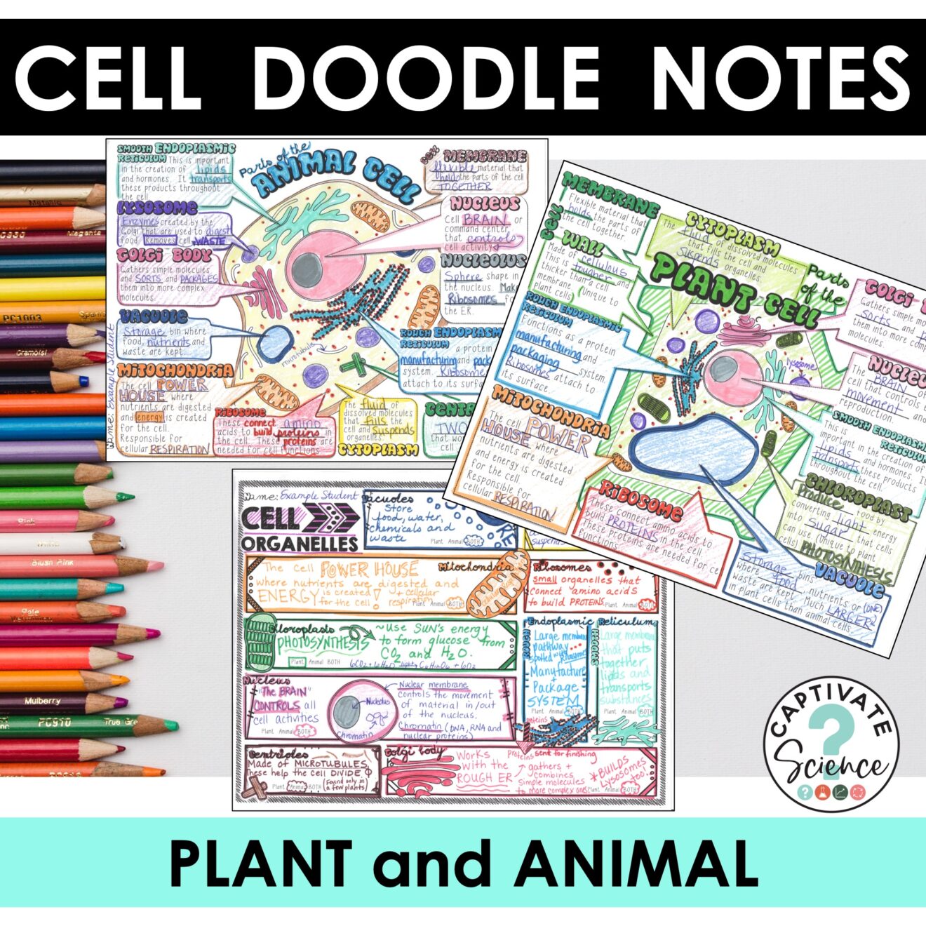 Doodle Notes for Cell Organelles (plant and animal) - Captivate Science